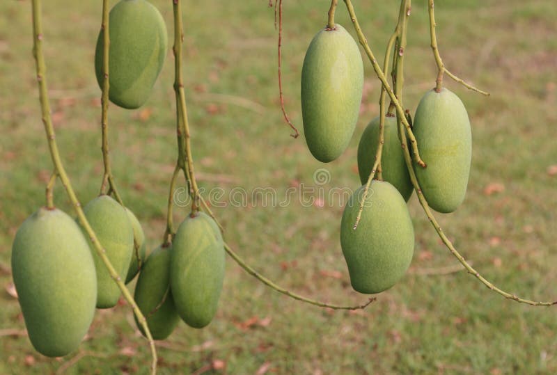 Mango on tree branch. stock image. Image of green, nature - 55948879