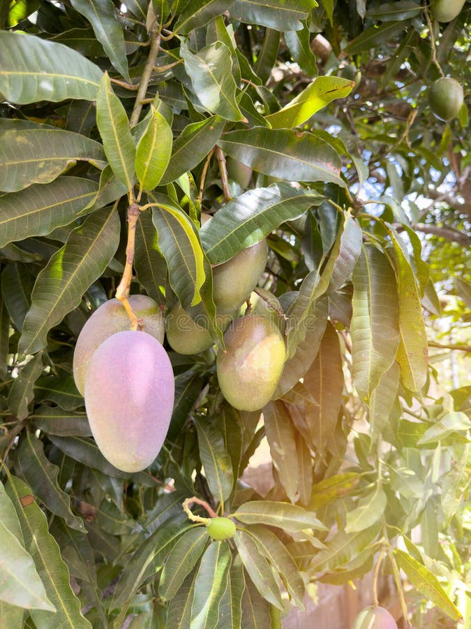 Mango Tree Branch with Fruits Stock Image - Image of mangoes, growing ...