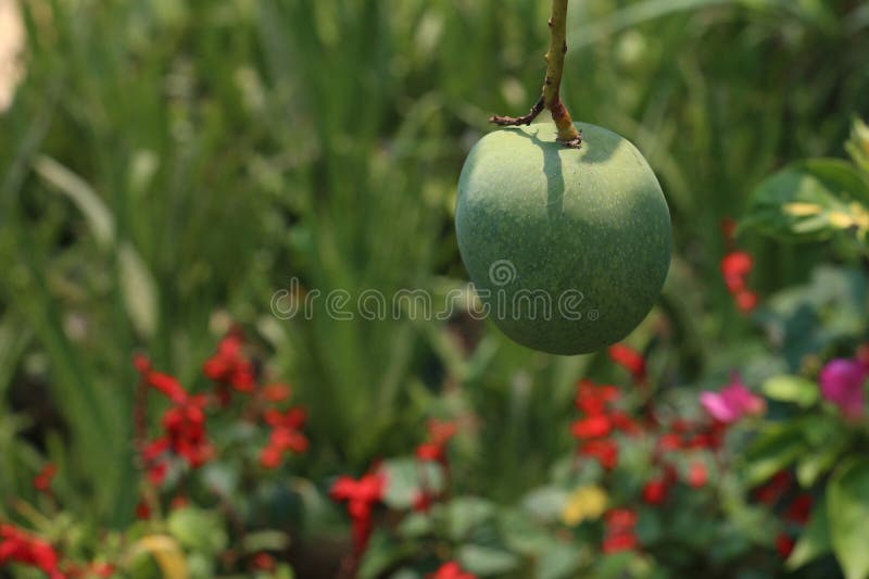 Mango on the tree branch stock image. Image of cross - 278428919