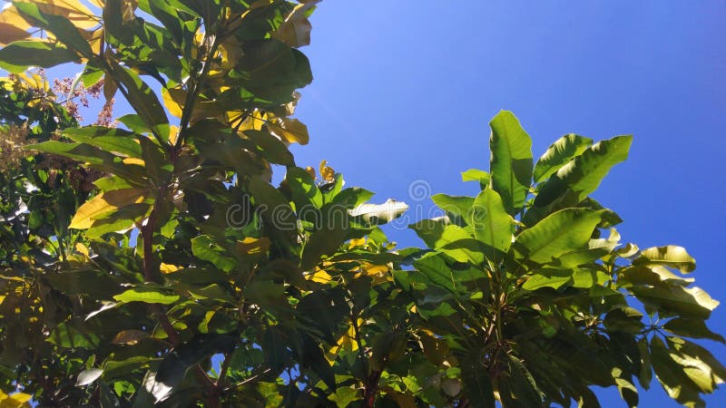 Mango Tree and Branch with Morning Sunshine. Stock Image - Image of ...
