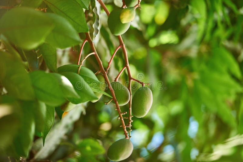 Mango tree branch stock image. Image of color, background - 93770147