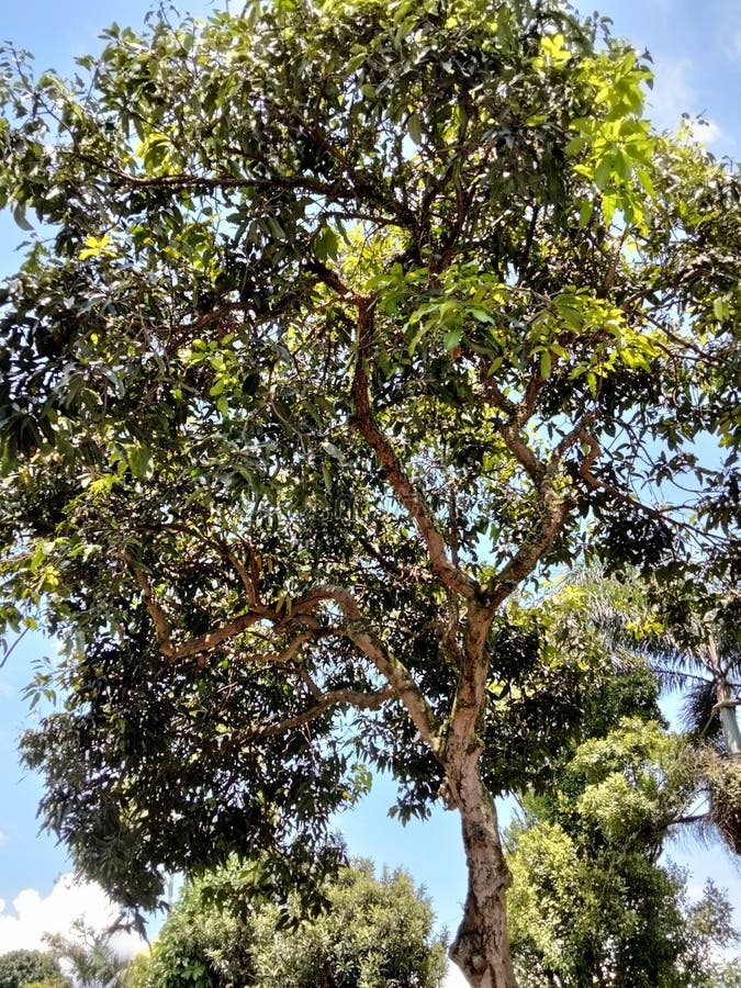 Mango Tree with Bright Sunlight and Cool Air Stock Photo - Image of ...