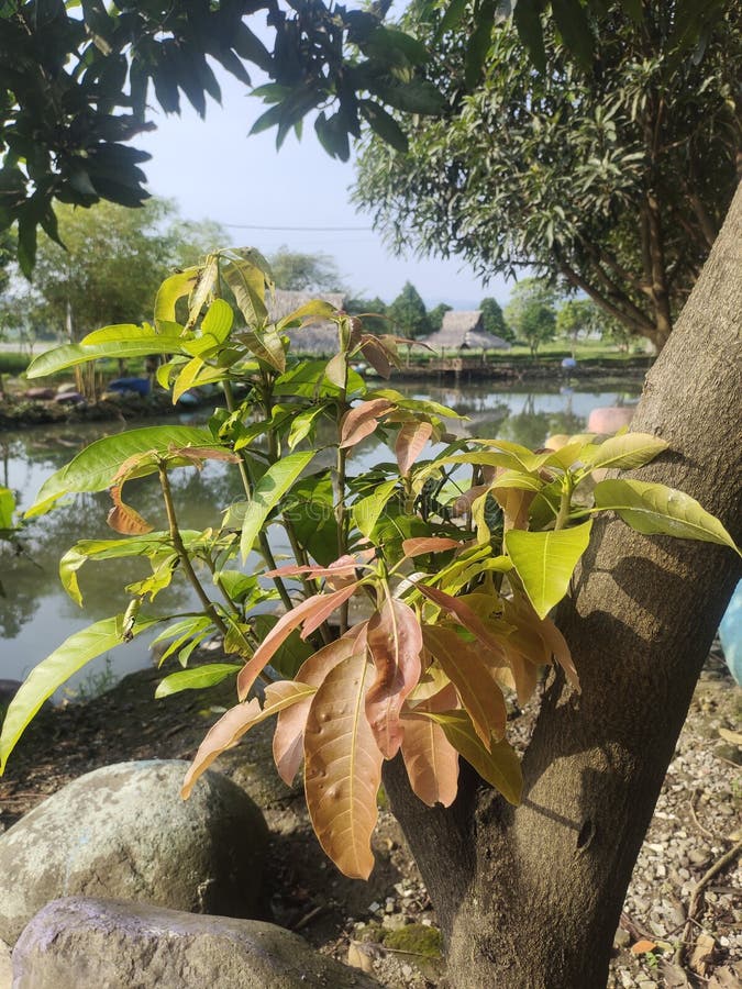 684 Mango Bud Tree Stock Photos - Free & Royalty-Free Stock Photos from ...