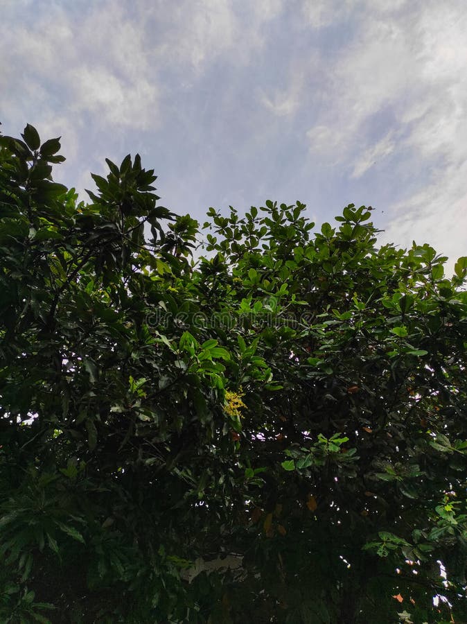 Mango Tree Canopy with Blooming Flowers Under Blue Sky in Spring Season ...