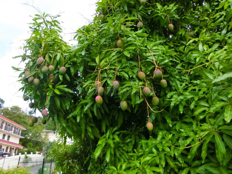 The mango tree stock photo. Image of produce, island - 183426796