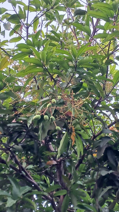 Mango Tree. Change from Flower To Mango Fruit. Little Mango. Green ...