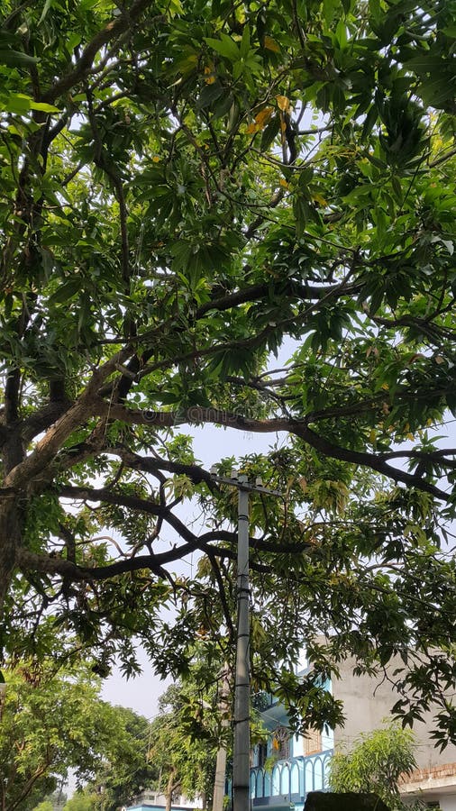 Mango tree stock image. Image of mango, clicked, tree - 84309883