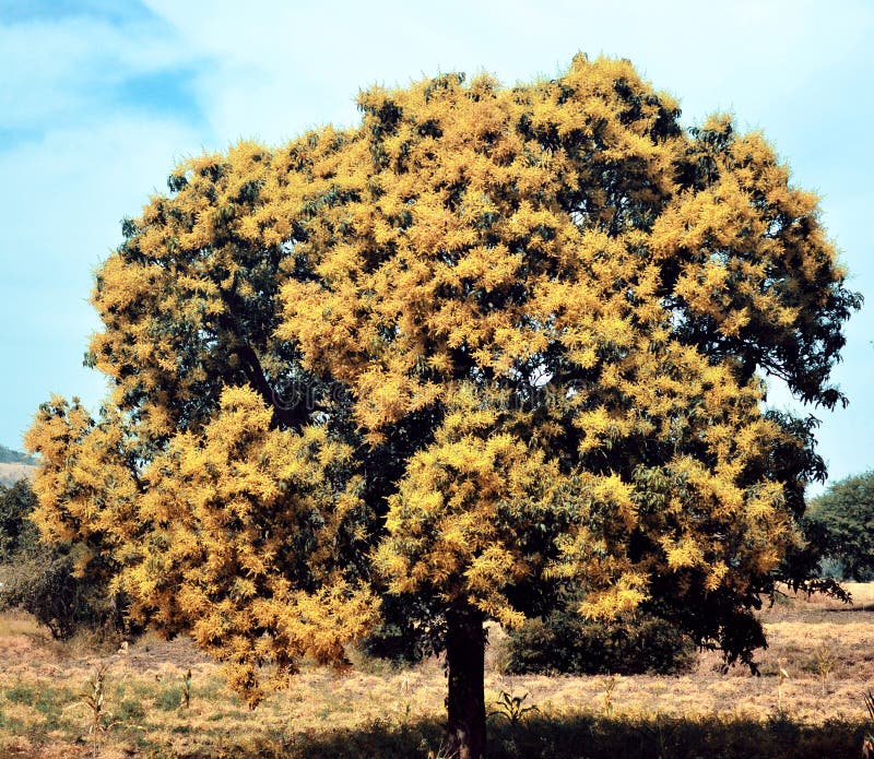 Mango tree flowers. stock image. Image of landscape - 130133611
