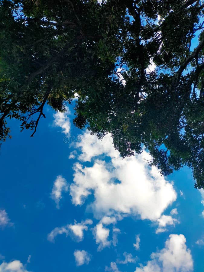 Mango Tree, Cloud and Blue Sky for Background Stock Image - Image of ...