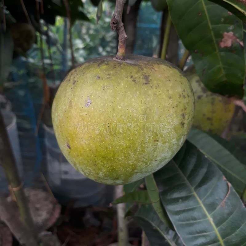 The Mango Tree is Considered Indigenous To Southern Asia, Especially ...