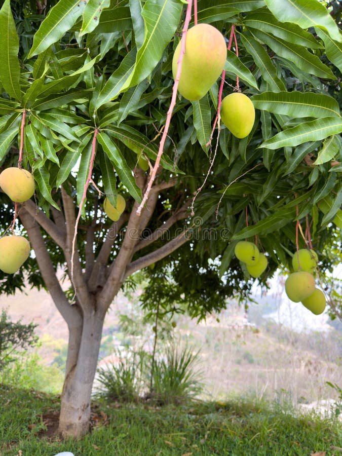 Mango Tree stock image. Image of tree, plant, citrus - 334338011
