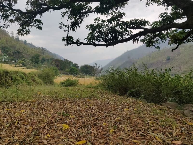 The Mango Tree the Fallen Dry Leaves Stock Image - Image of fallen ...