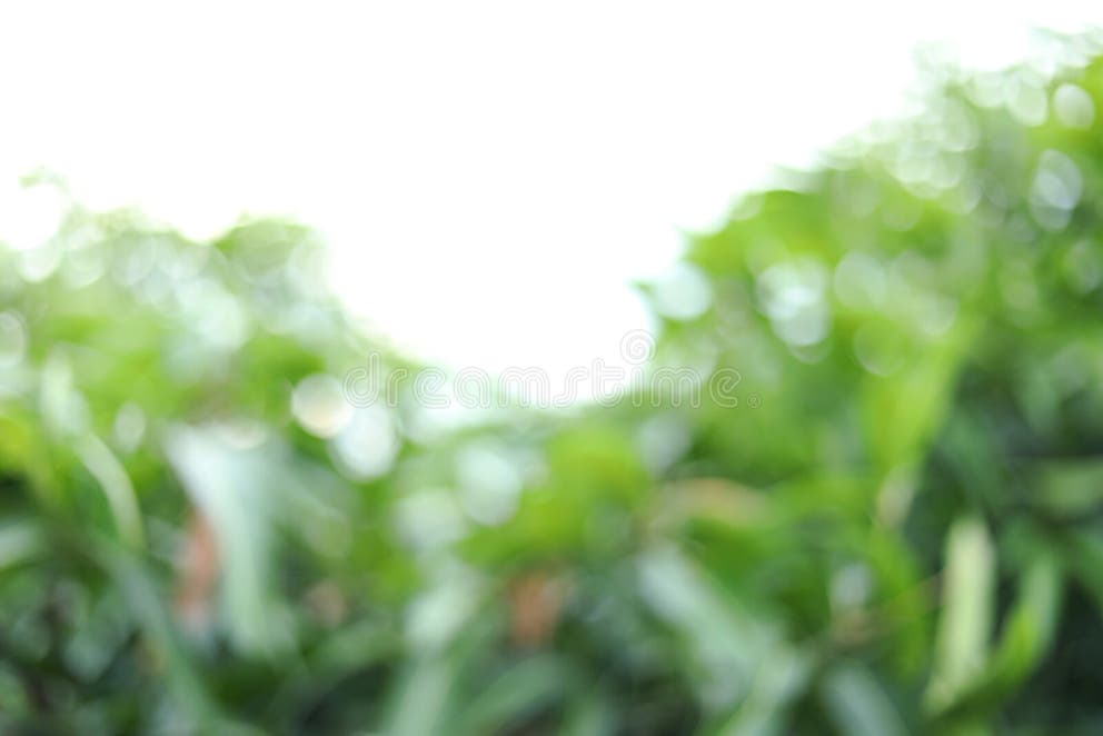 Mango Tree and Farm Blur Background Stock Image - Image of bright ...