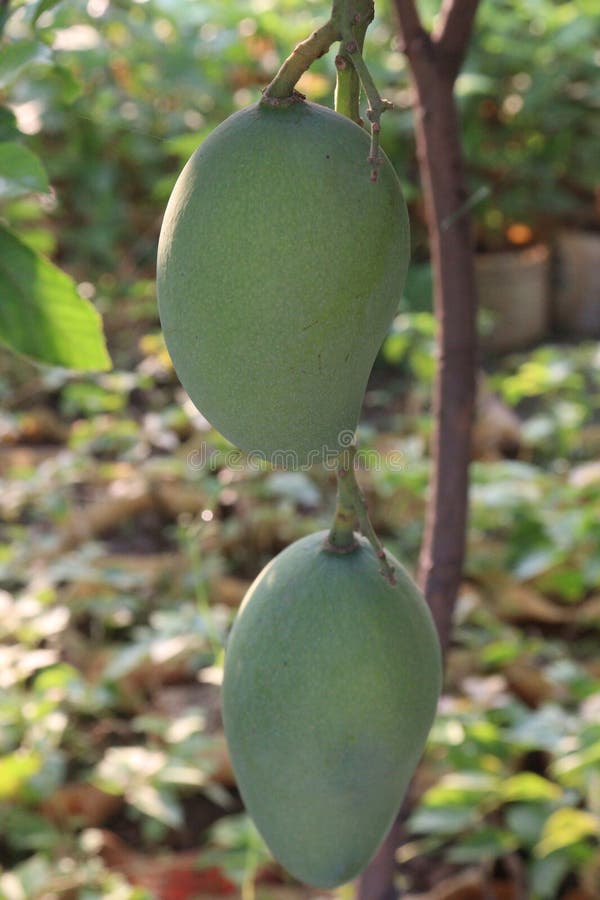 Maya Mango stock photo. Image of juicy, ingredient, israel - 32667382