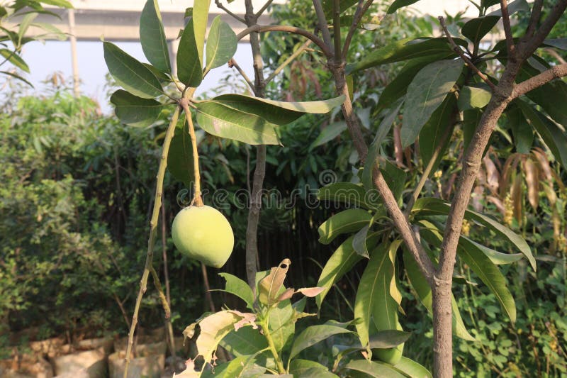 Mango on tree on farm stock photo. Image of fruit, ingredient - 285143682