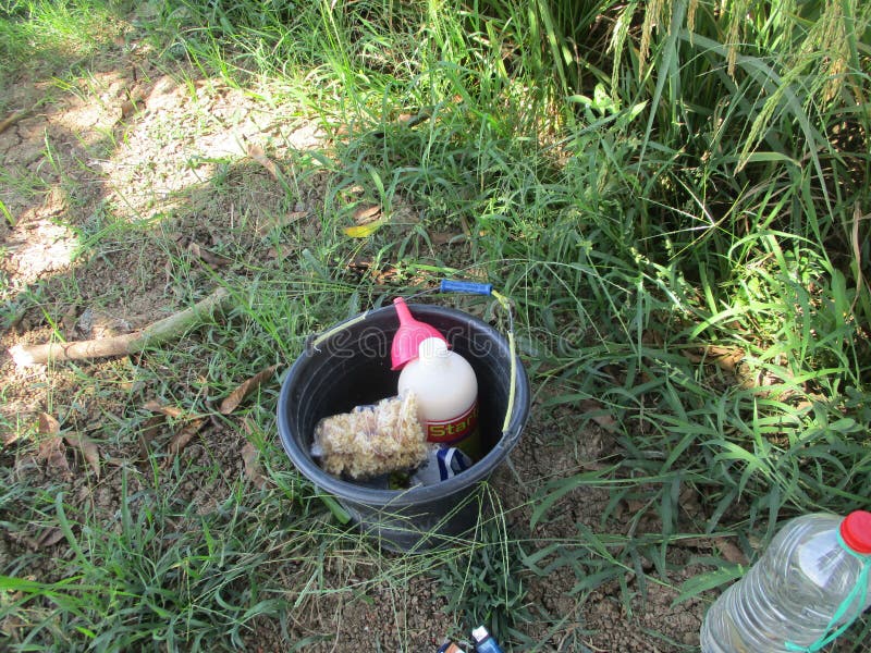 Mango Tree Fertilizer Stock Image Image Of Fertilizer 257053507