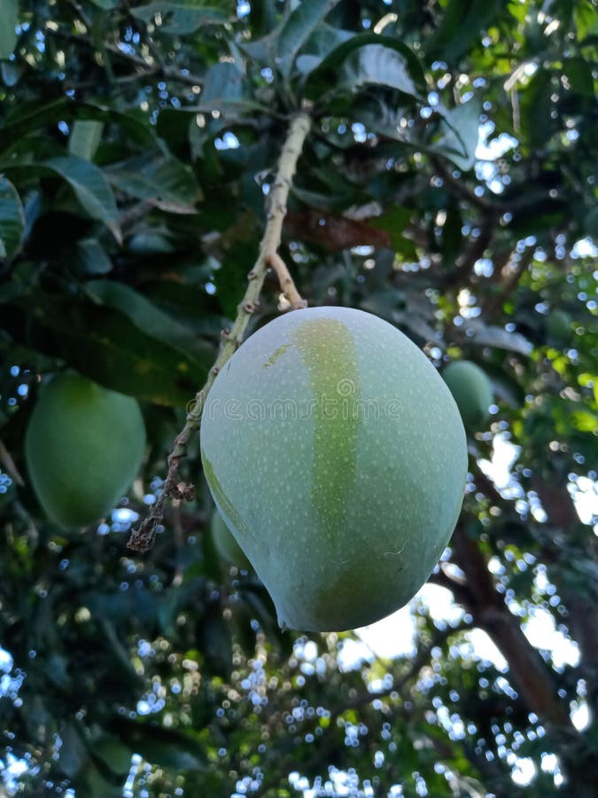 The Mango Tree in the Field in India Has Mango in Summer Stock Image ...