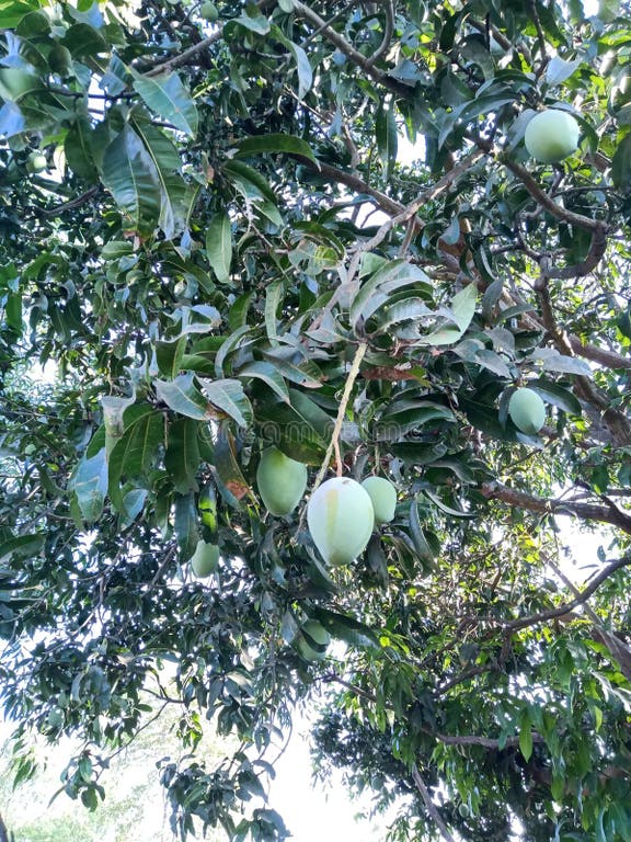 The Mango Tree in the Field in India Has Mango in Summer Stock Image ...
