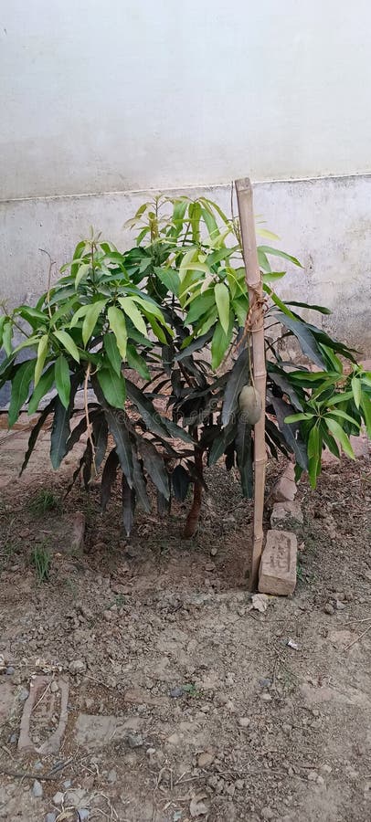 A Mango Tree with First and only Mango. Stock Image - Image of ...