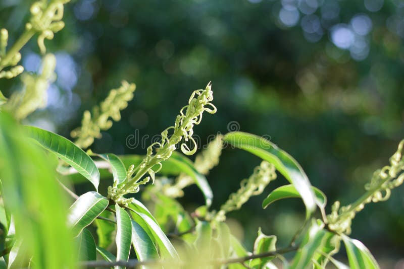 Mango Tree with Mango Flower Blooming Stock Photo - Image of freshness ...