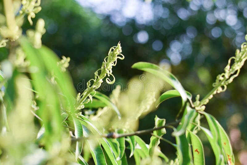 Mango Tree with Mango Flower Blooming Stock Image - Image of blossom ...