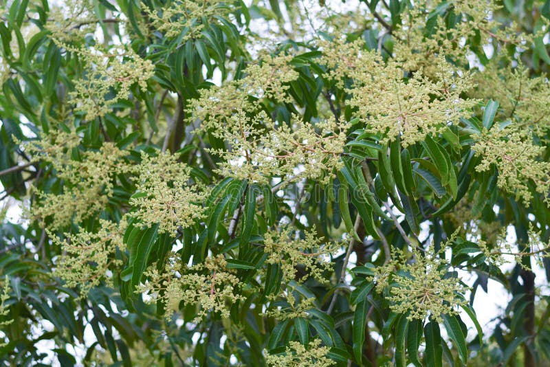 Mango Tree with Mango Flower Blooming Stock Photo - Image of botanical ...