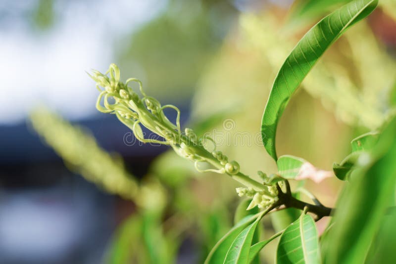 Mango Tree with Mango Flower Blooming Stock Image - Image of fresh ...
