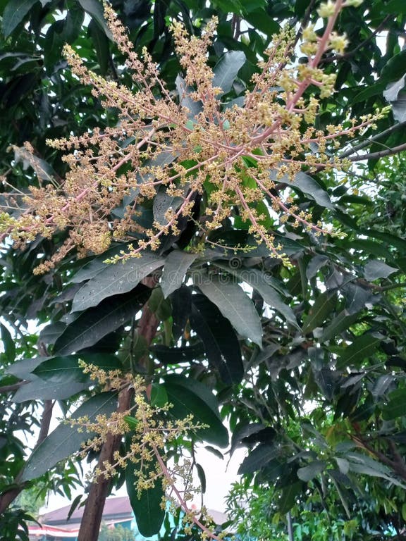 The Mango Tree Flower are Blooming,a Sign that the Mango Tree Will Bear ...