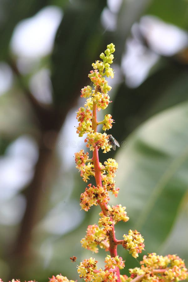 Mango tree flower stock photo. Image of blur, tree, flower - 48961774