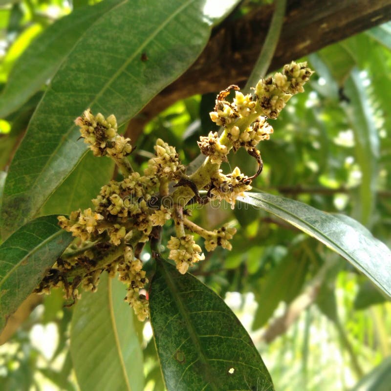 Mango flowers and leaves stock photo. Image of produce - 271587250