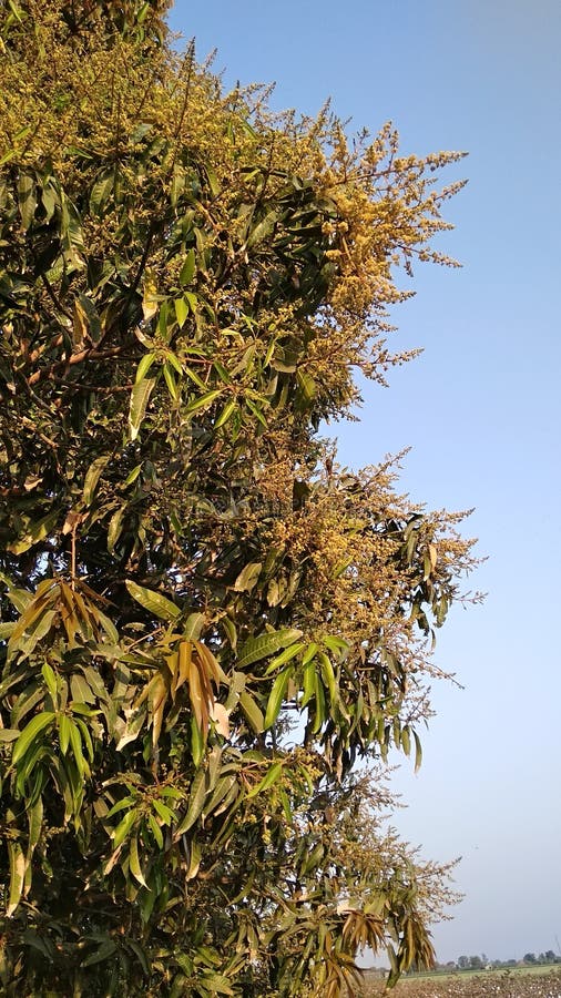 Mango Tree Flowering Beautiful in Summer Stock Image - Image of tree ...