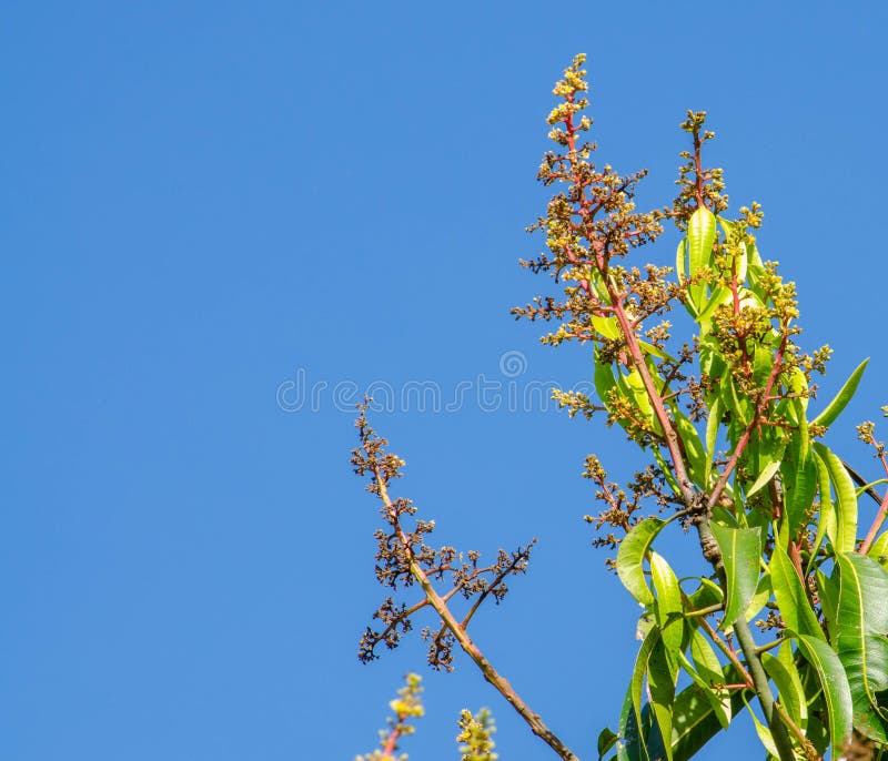 Mango Tree Blooming stock photo. Image of branch, pollen - 217560626