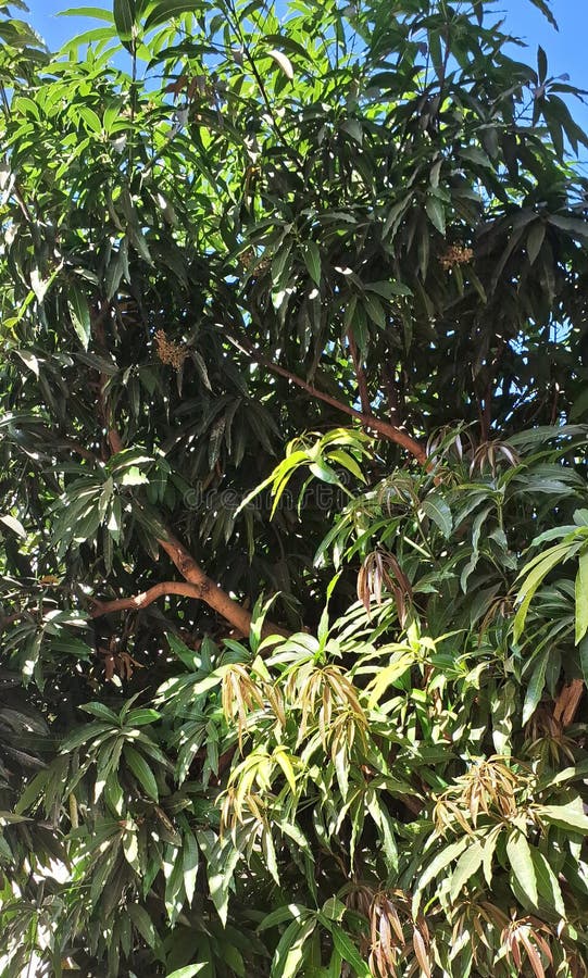 Mango Tree with Flowers of Mango, Mango Blossom Stock Image - Image of ...
