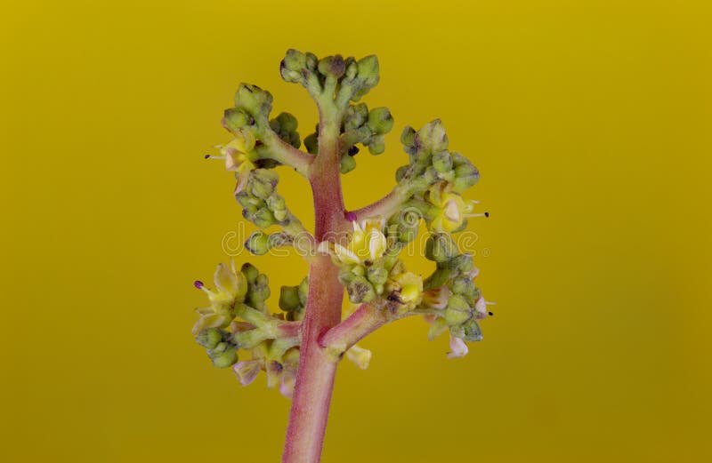 Mango Tree Flowers stock photo. Image of panicle, pollination - 228105188