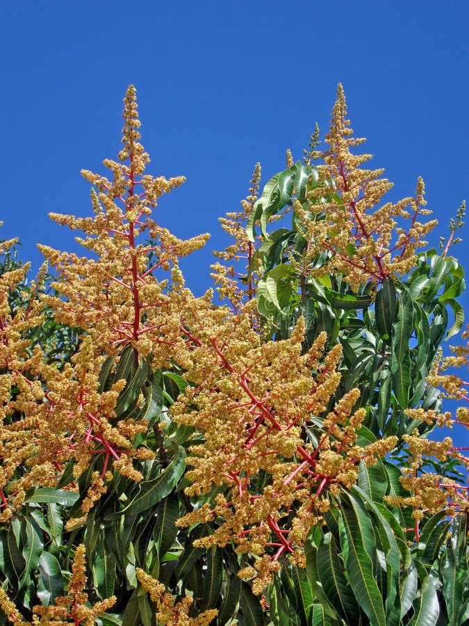 Mango Tree Flowers, Rio De Janeiro Stock Photo - Image of organic ...