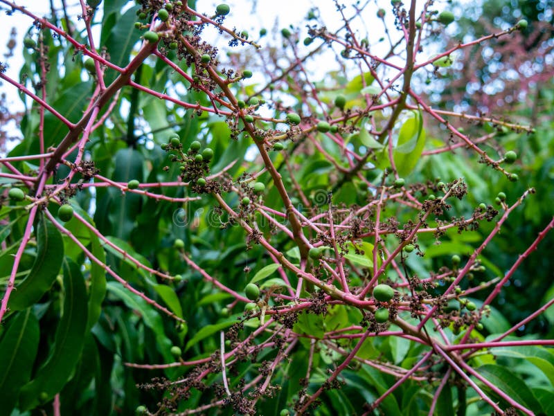 Mango Tree and Flowers, Small Mangoes Growing Stock Image - Image of ...