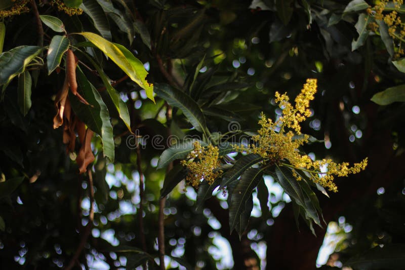 Mango Tree Flowers that Will Grow into Fruit Stock Photo - Image of ...