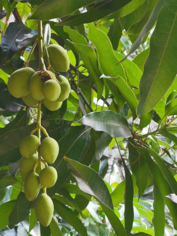 Mango tree friut food stock image. Image of evergreen - 288139841