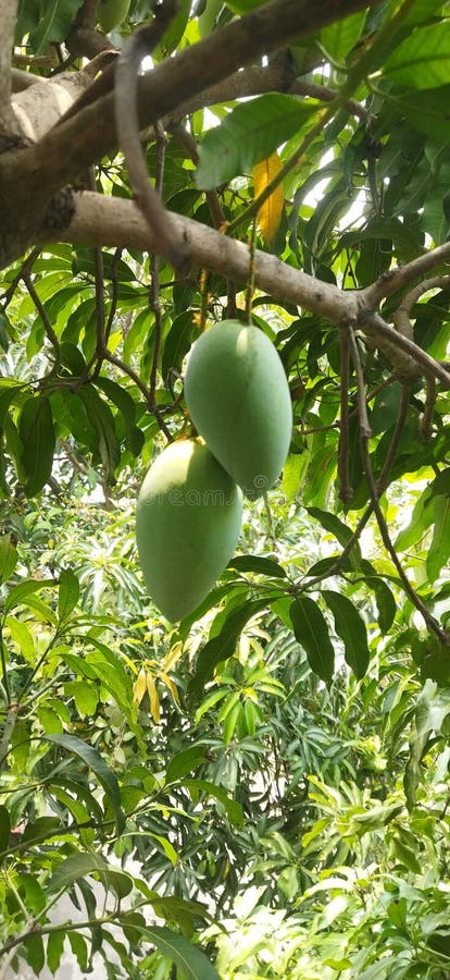Mango Tree in Front of the House Stock Photo - Image of pohon, garden ...