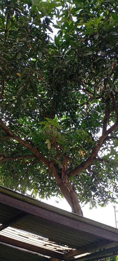 The Mango Tree in Front of the House is Growing Well Stock Photo ...