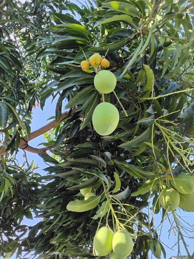 Fresh Mango Trees and Fruits Stock Image - Image of trees, fruit: 338687283