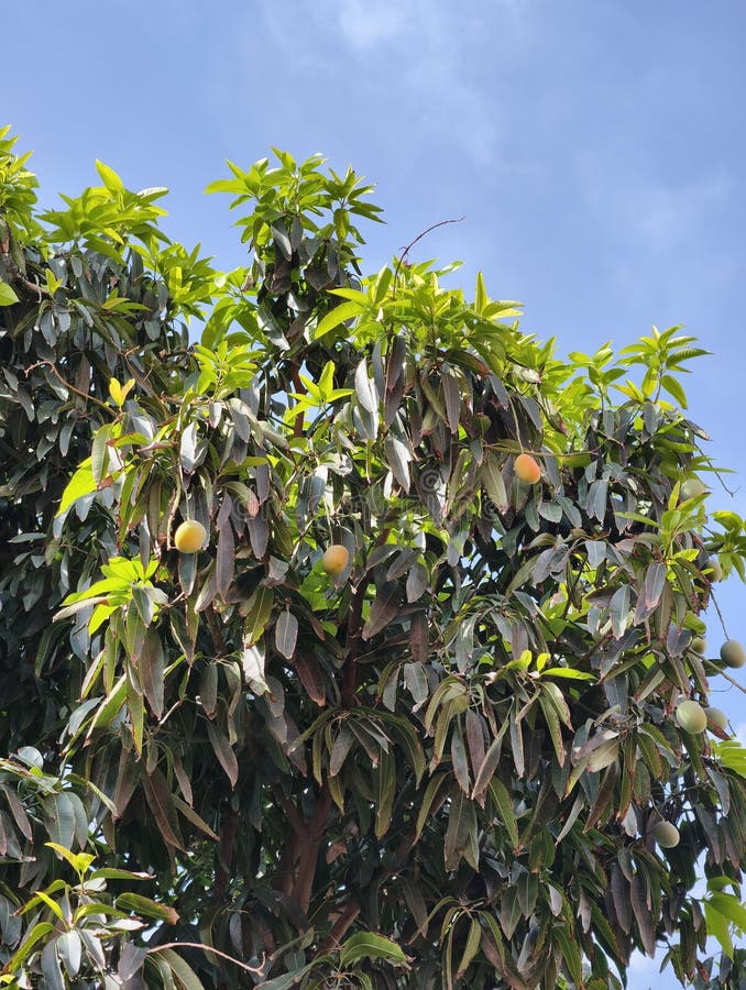 Mango Tree with Fruit Growing in Summer Under Blue Sky Tropical Fruit ...