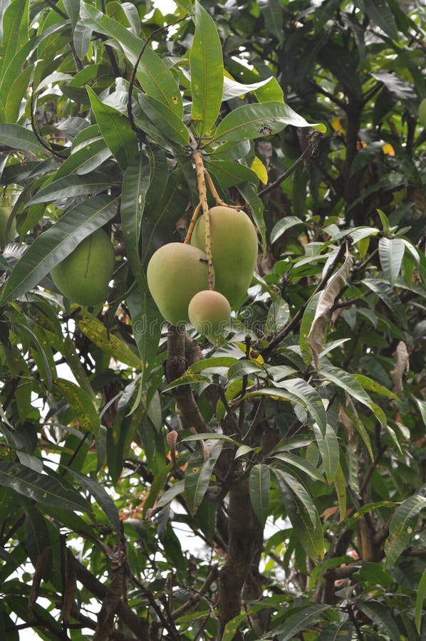 Mango Tree with Fruit Hanging Down Stock Image - Image of fruit, three ...