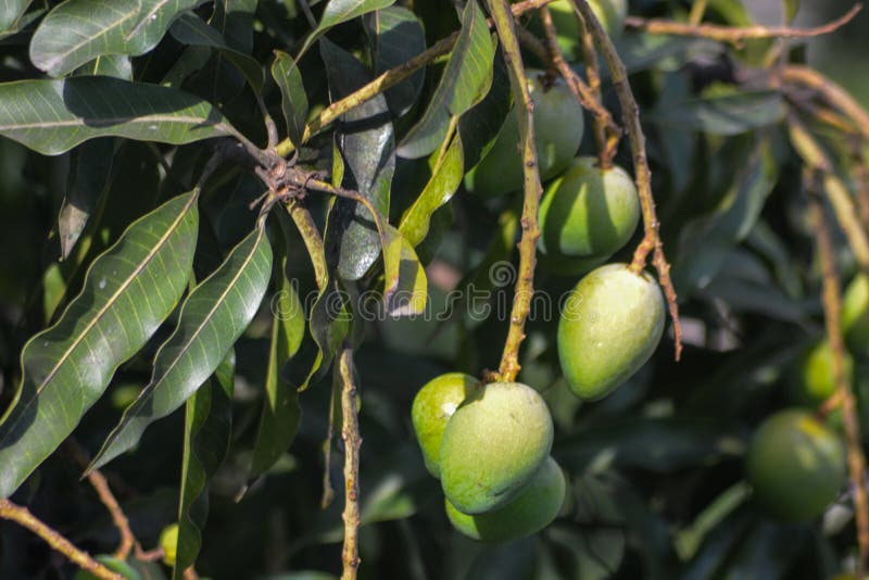 Mango Tree with Green Leaves India Stock Image - Image of oxyjen, fruit ...