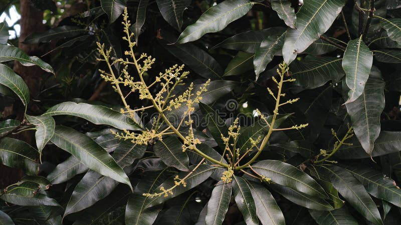 A Mango Tree with Fruit and Flower Stock Image - Image of shrub, autumn ...
