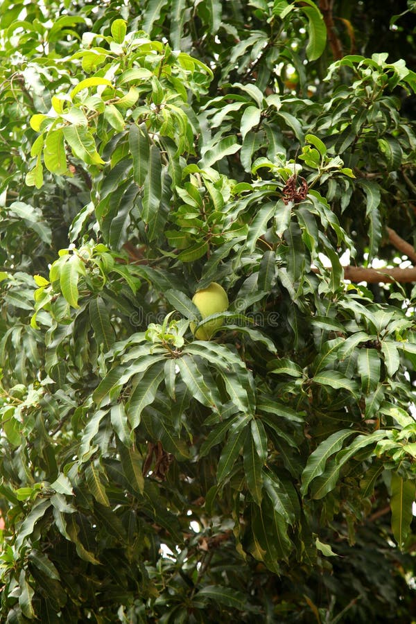 597 Full Mango Tree Stock Photos - Free & Royalty-Free Stock Photos ...