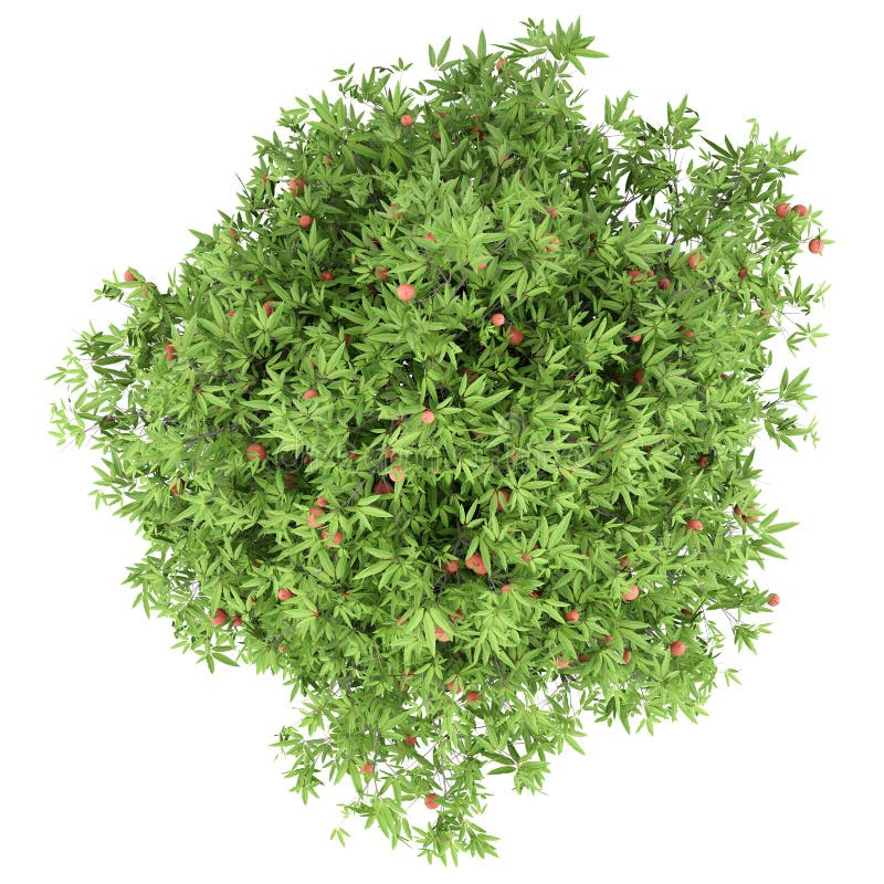 Mango Tree with Mango Fruits Isolated on White Stock Illustration ...