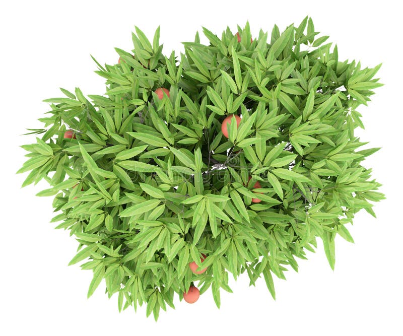 Mango Tree with Mango Fruits Isolated on White Stock Illustration ...