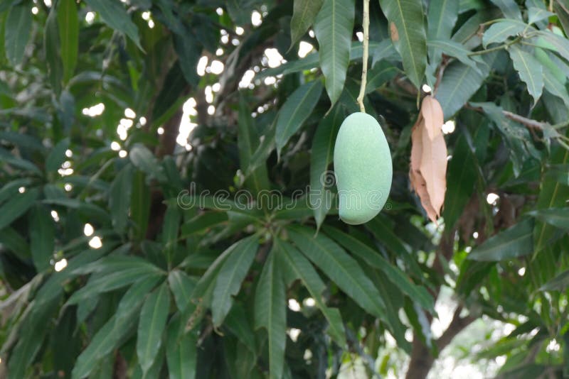 Mango tree with fruits stock photo. Image of background - 194776572