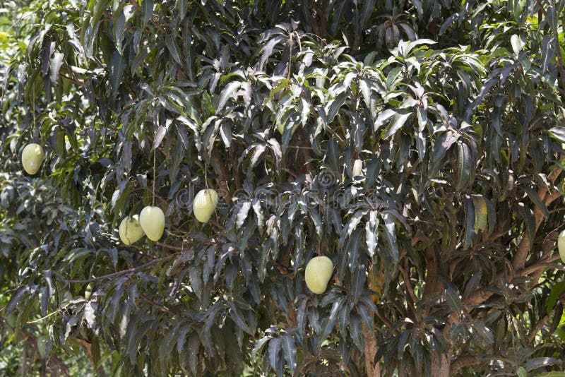 Mango tree with fruits stock image. Image of fresh, mango - 84611717